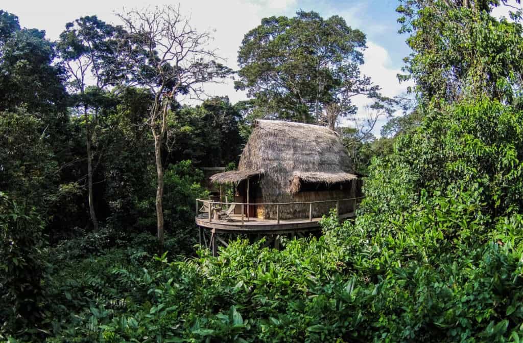 The Wildlife of the Congo Rainforest | Discover Africa
