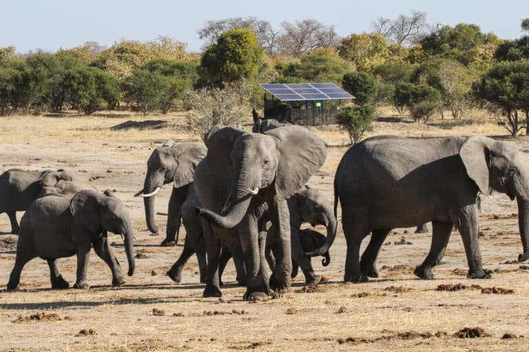 Zimbabwe's Hidden Gem: Discover Hwange with Imvelo, from Rhinos to the ...