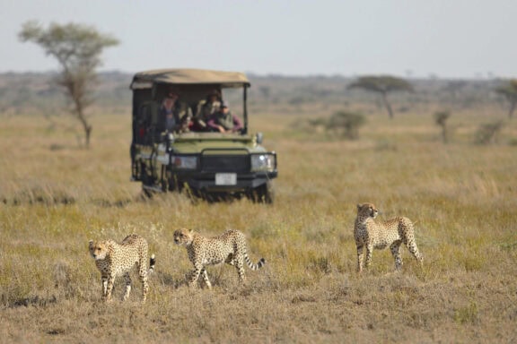 The Rise of Silent Safaris: How Electric Safari Vehicles are Enhancing ...