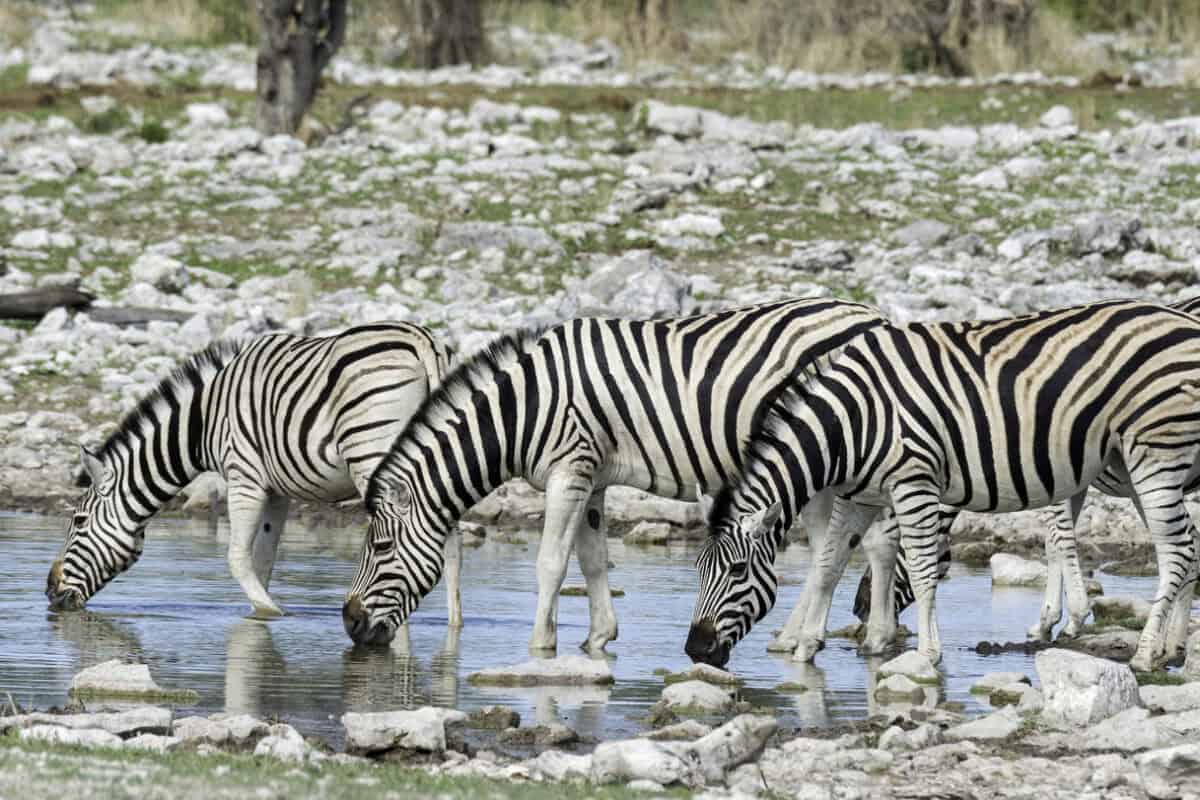 Onguma Private Game Reserve – Discover Africa