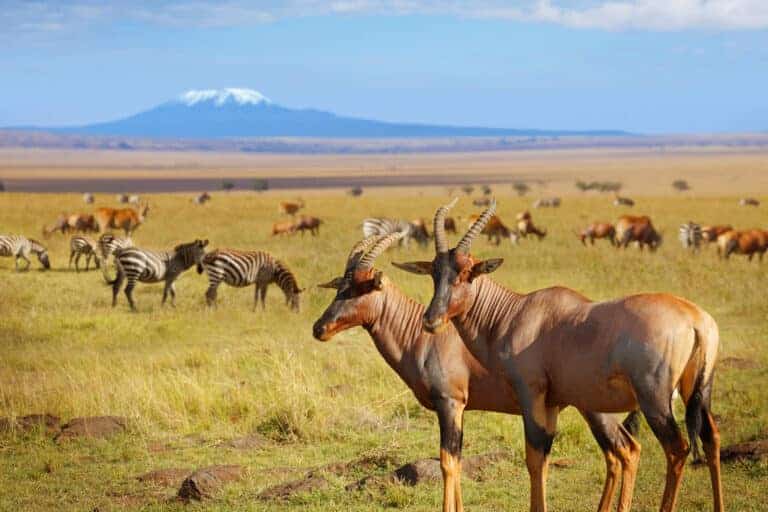 Kenya Safaris | Discover Africa
