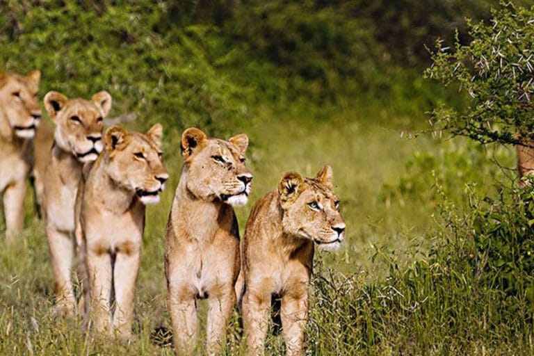Chiefs Island Safaris & Vacations - Safari in Chiefs Island
