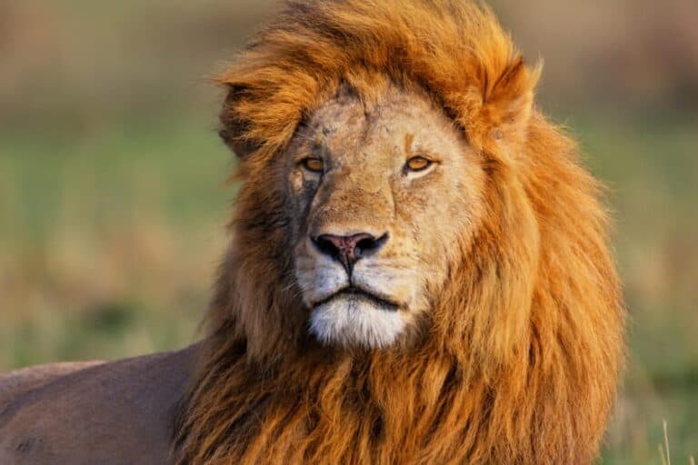 Kenya Safaris | Discover Africa
