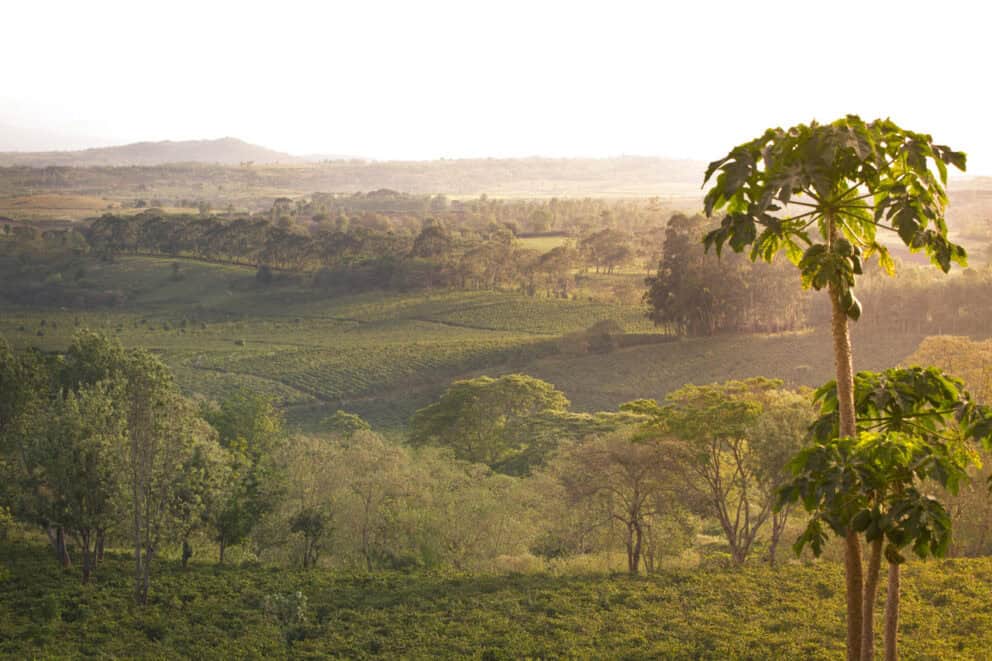Wildlife in the Ngorongoro Crater | Discover Africa
