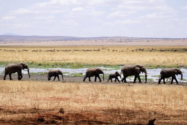 Wildlife in the Ngorongoro Crater | Discover Africa