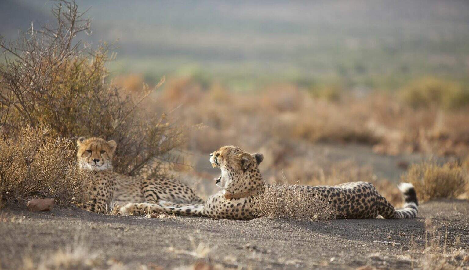 Samara Private Game Reserve | Discover Africa
