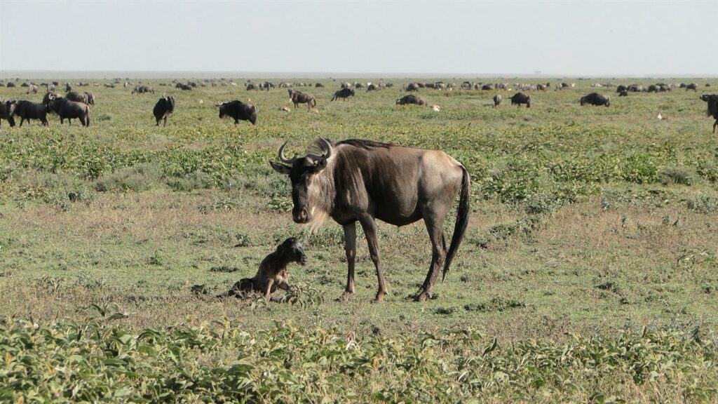 Top 5 Places to Stay for Tanzania’s Great Migration Calving Season ...