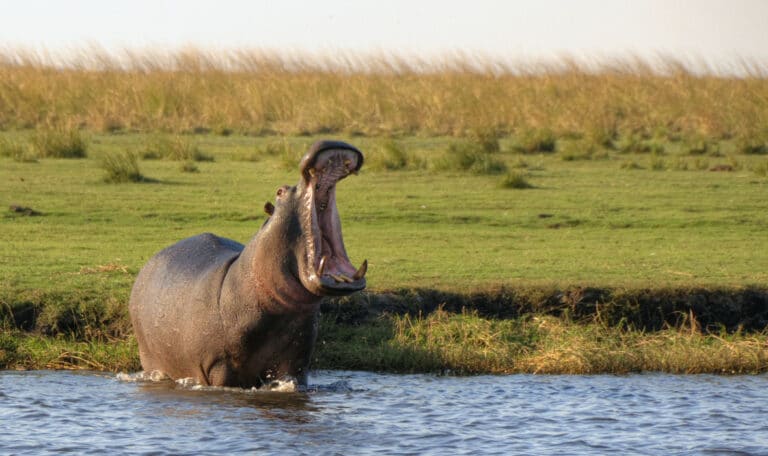 The 11 Most Likely Animals You’ll See in Botswana – Discover Africa