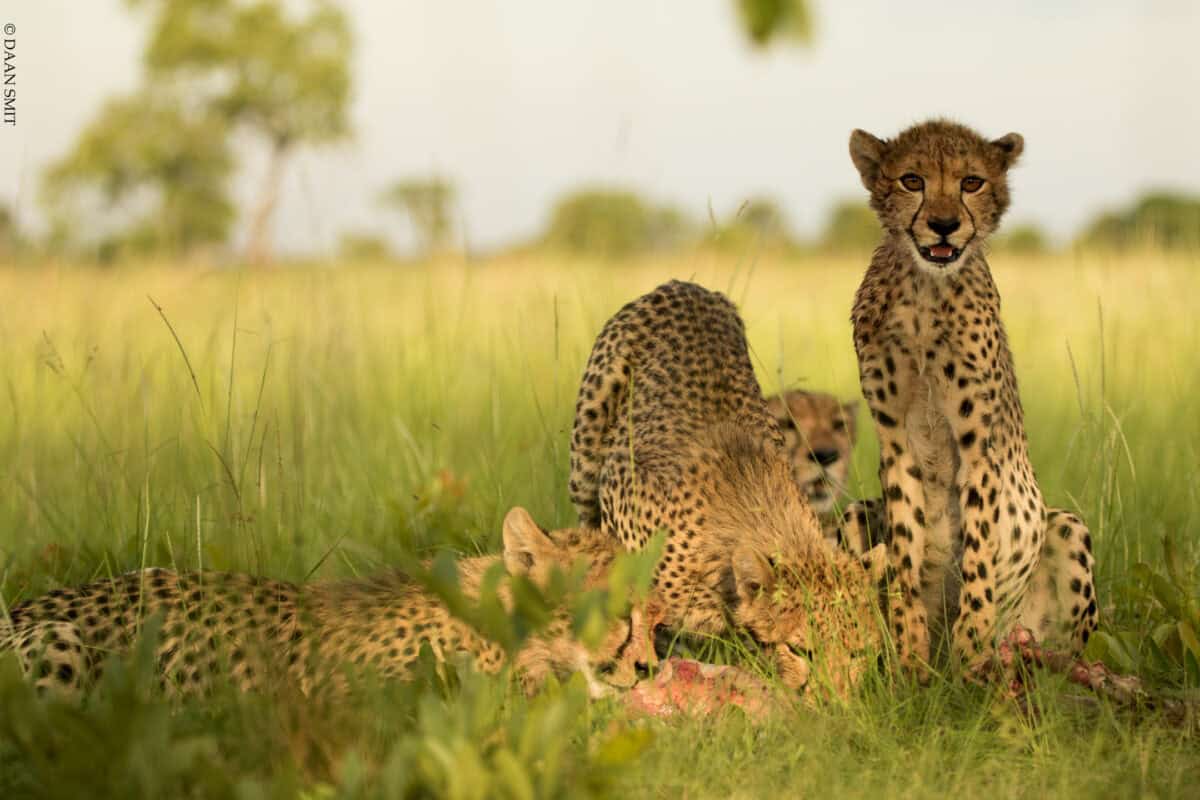 King Lewanika King Lewanika, Liuwa Plains National Park, Zambia ...