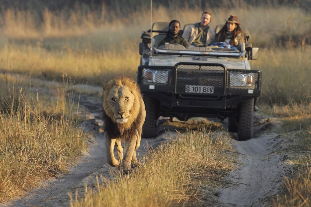 Shinde Footsteps Footsteps, Okavango Delta, Botswana – Discover Africa