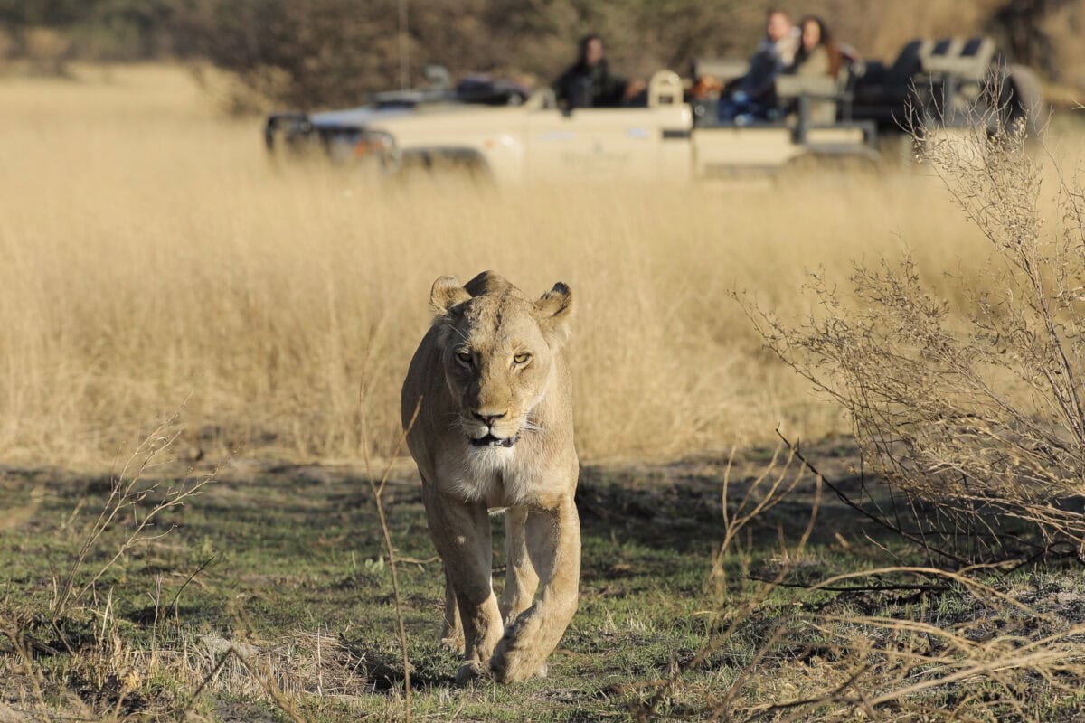 Shinde Footsteps Footsteps, Okavango Delta, Botswana – Discover Africa