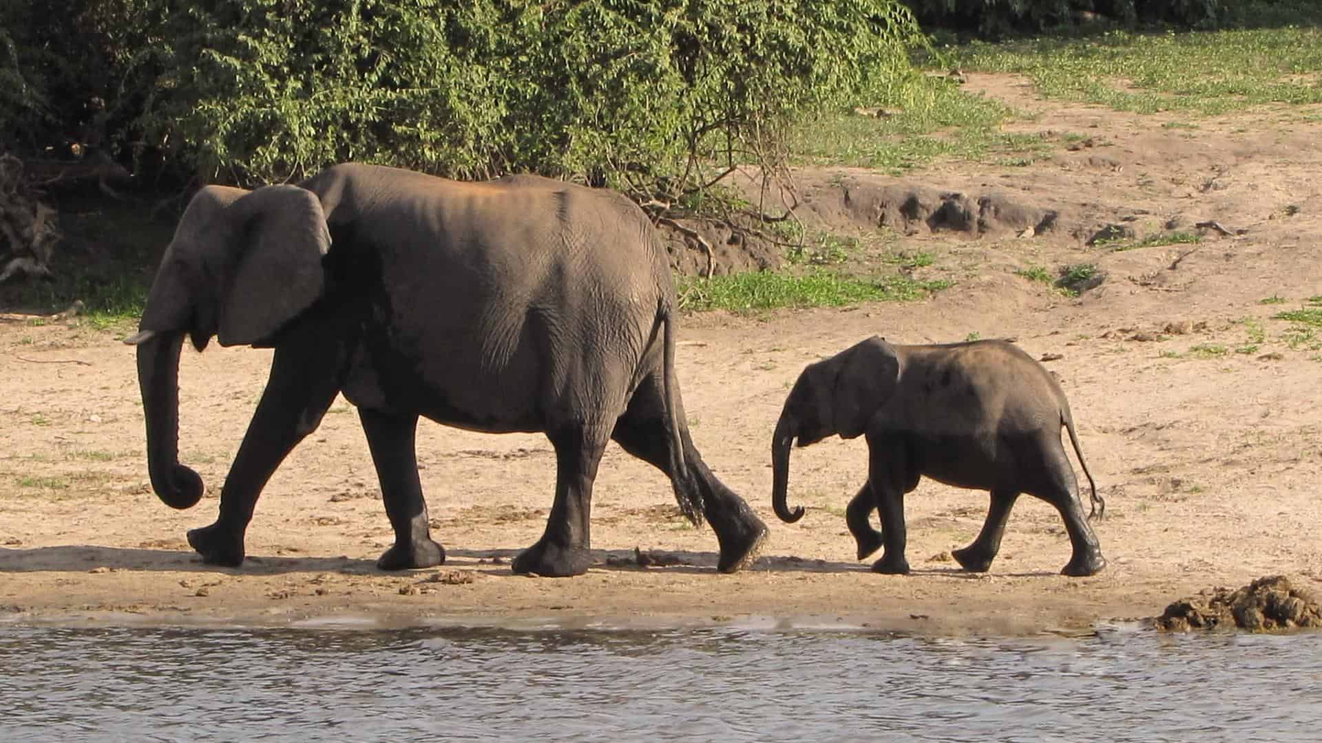 Chobe in August – Discover Africa