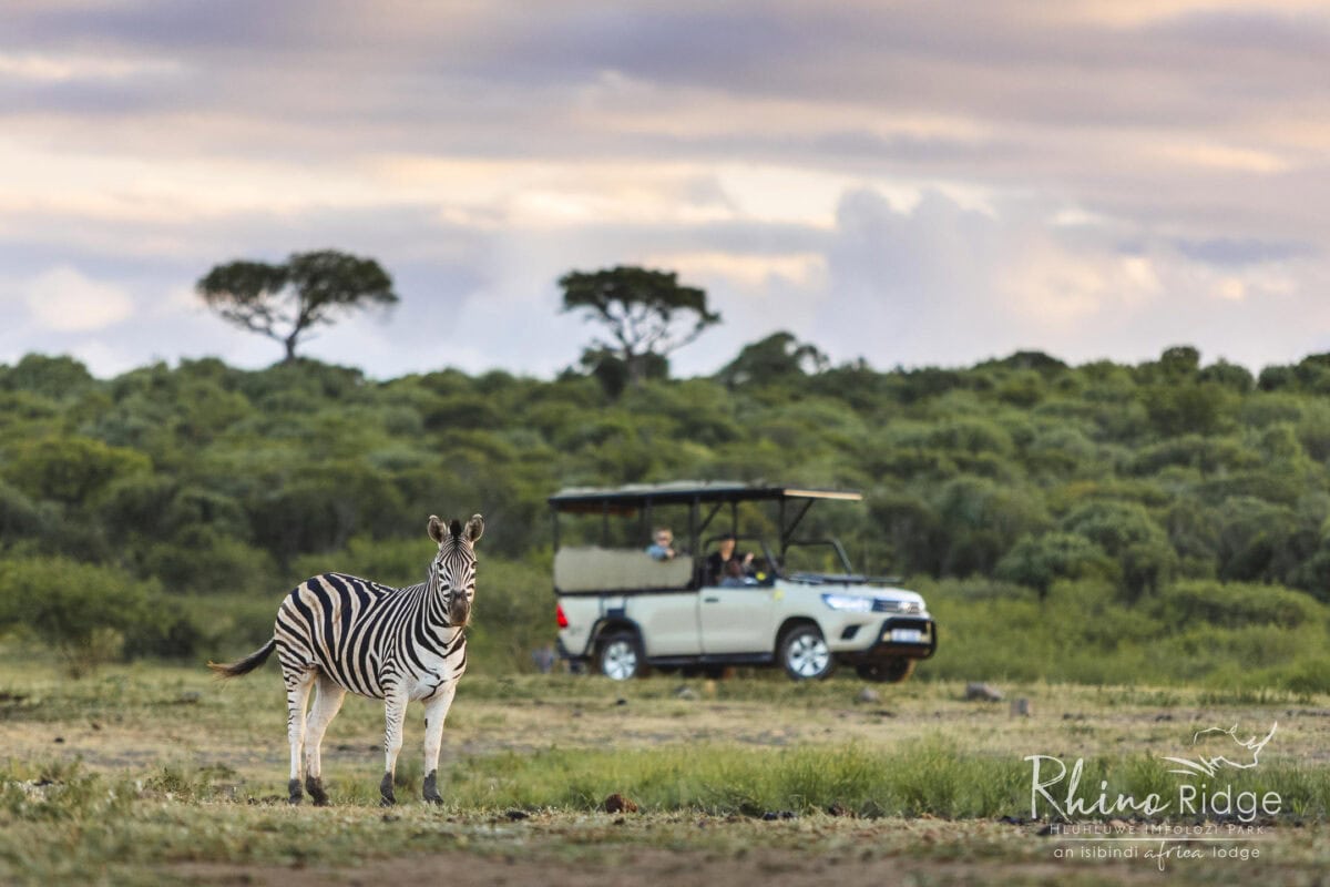 Rhino Ridge Safari Lodge – Discover Africa
