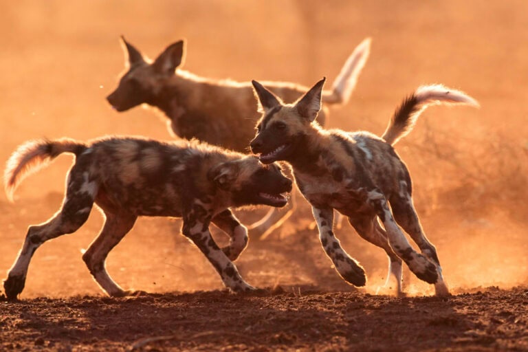 African Wild Dogs | Discover Africa