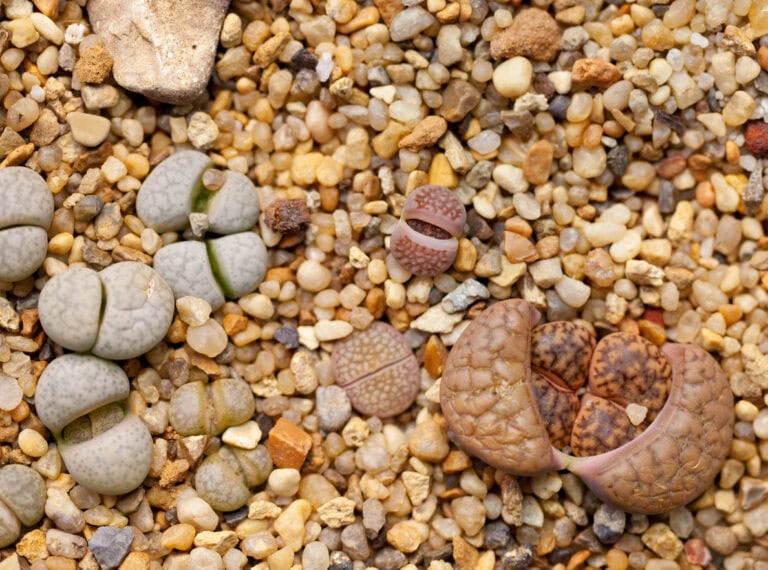 5 of The Most Unique Plants in Namibia – Discover Africa