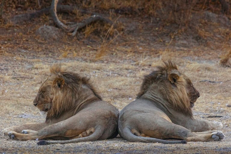 KaingU Safari Lodge – Discover Africa