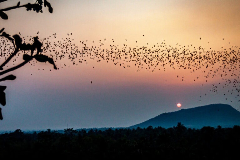 5 Facts About the Fascinating Kasanka Bat Migration – Discover Africa