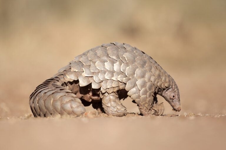 Pangolin Conservation in Africa and Where to See These Scaly Anteaters ...