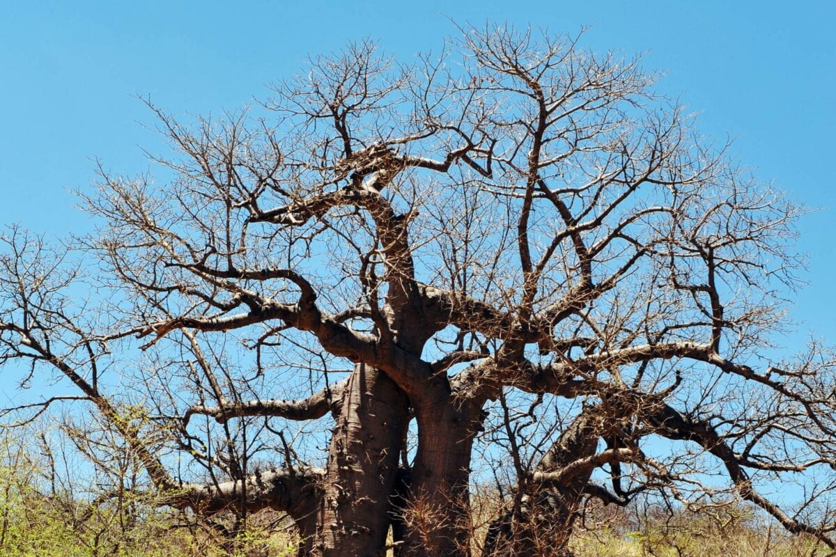 Kaokoland Luxury Safaris | Discover Africa