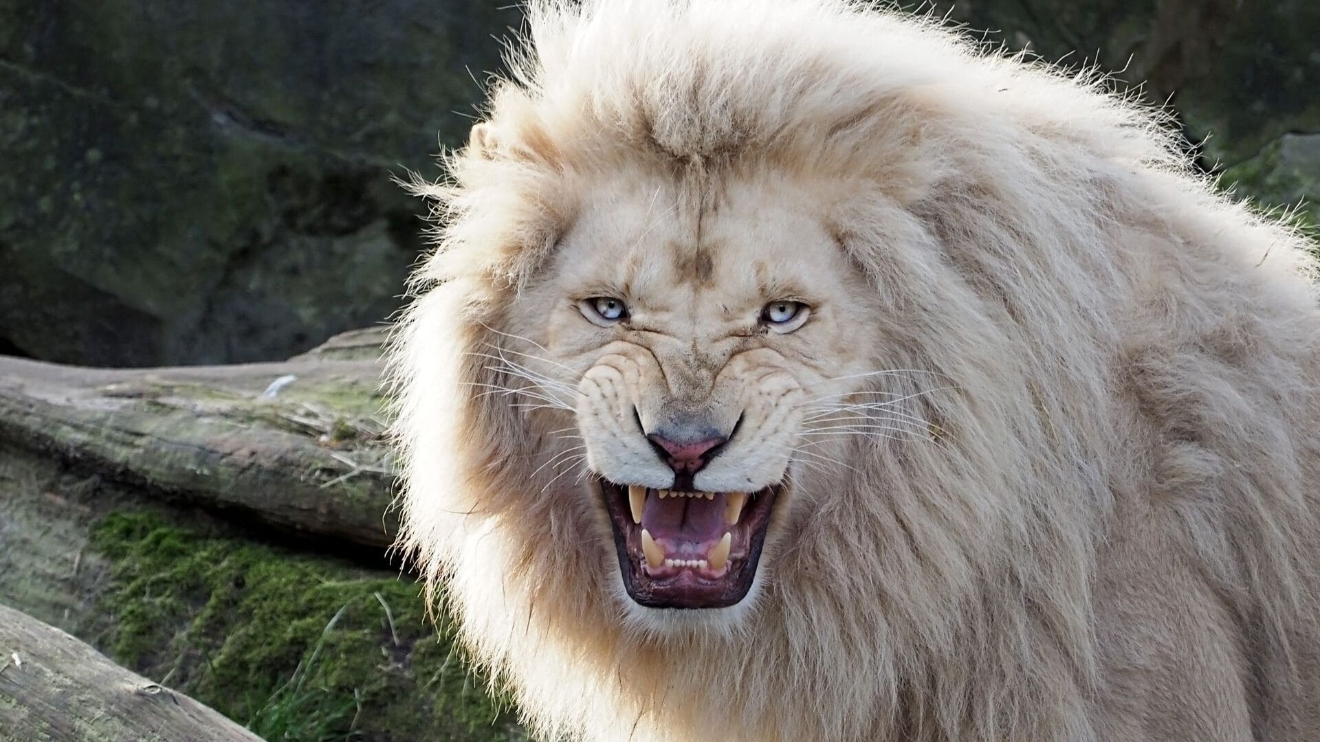 5 of Africa’s Rarest and Most Unusual Big Cats – From White Lions to ...