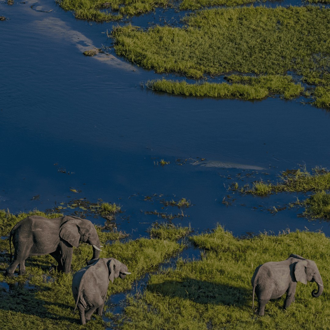 Zimbabwe Language - Official Languages | Discover Africa