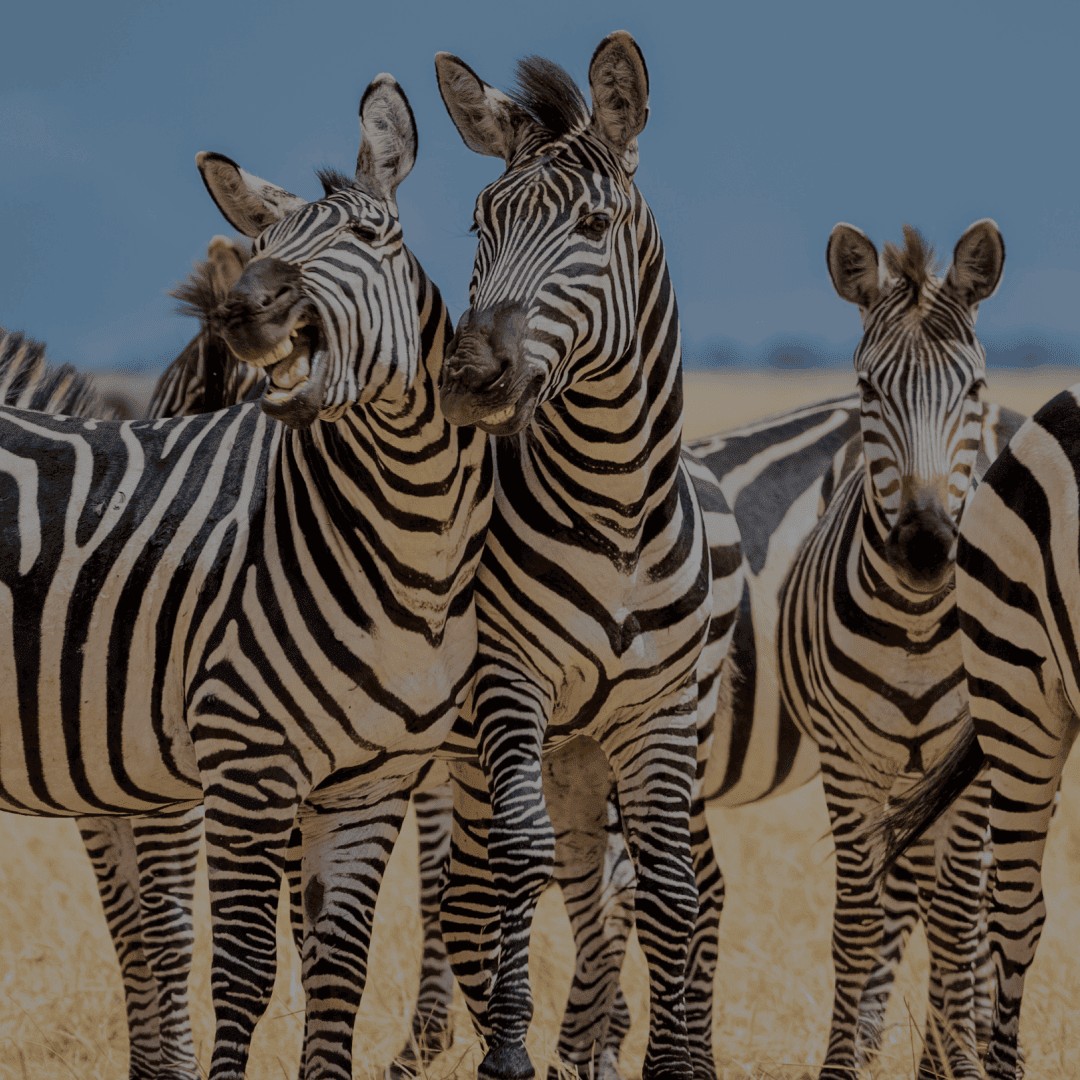 Languages in Mozambique – Discover Africa