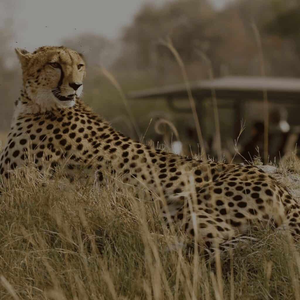 Languages in Rwanda – Discover Africa