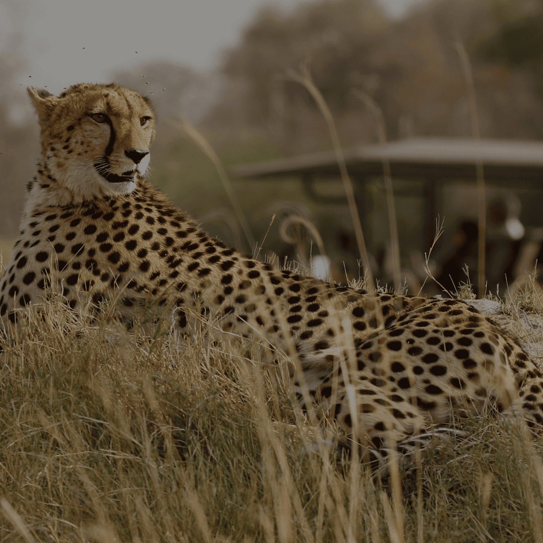 Languages in Botswana | Setswana & English | Discover Africa