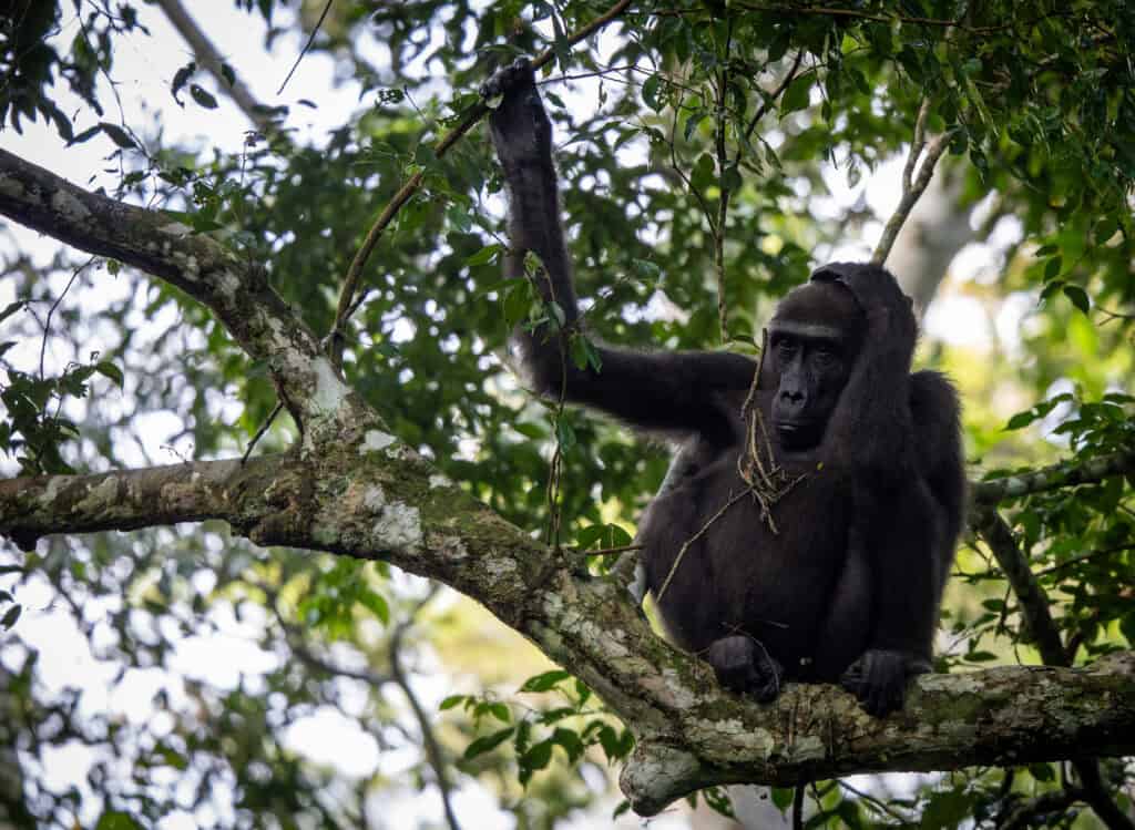 The Wildlife of the Congo Rainforest | Discover Africa