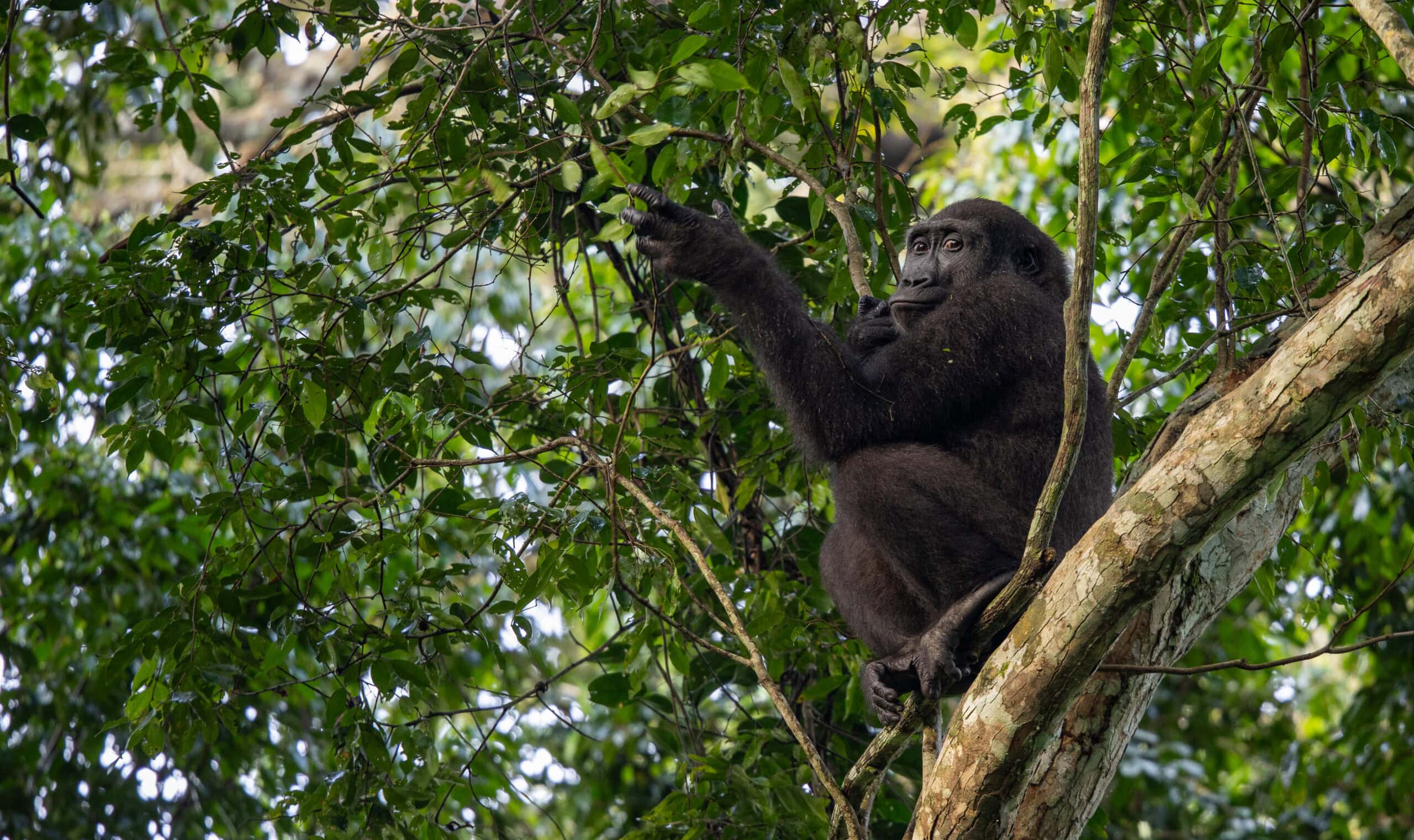 Western Lowland Gorilla Conservation, Congo | Discover Africa