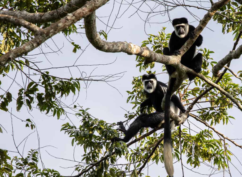 The Wildlife of the Congo Rainforest | Discover Africa