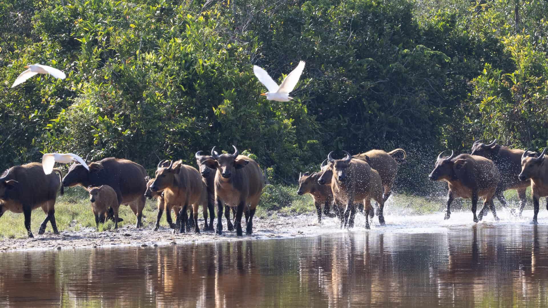 The Wildlife of the Congo Rainforest | Discover Africa