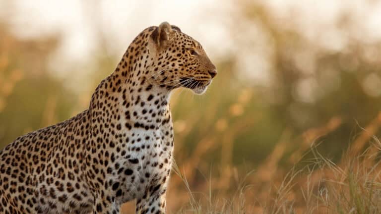 Oxpeckers and Cape Buffaloes: The World's Cutest Wildlife Pair