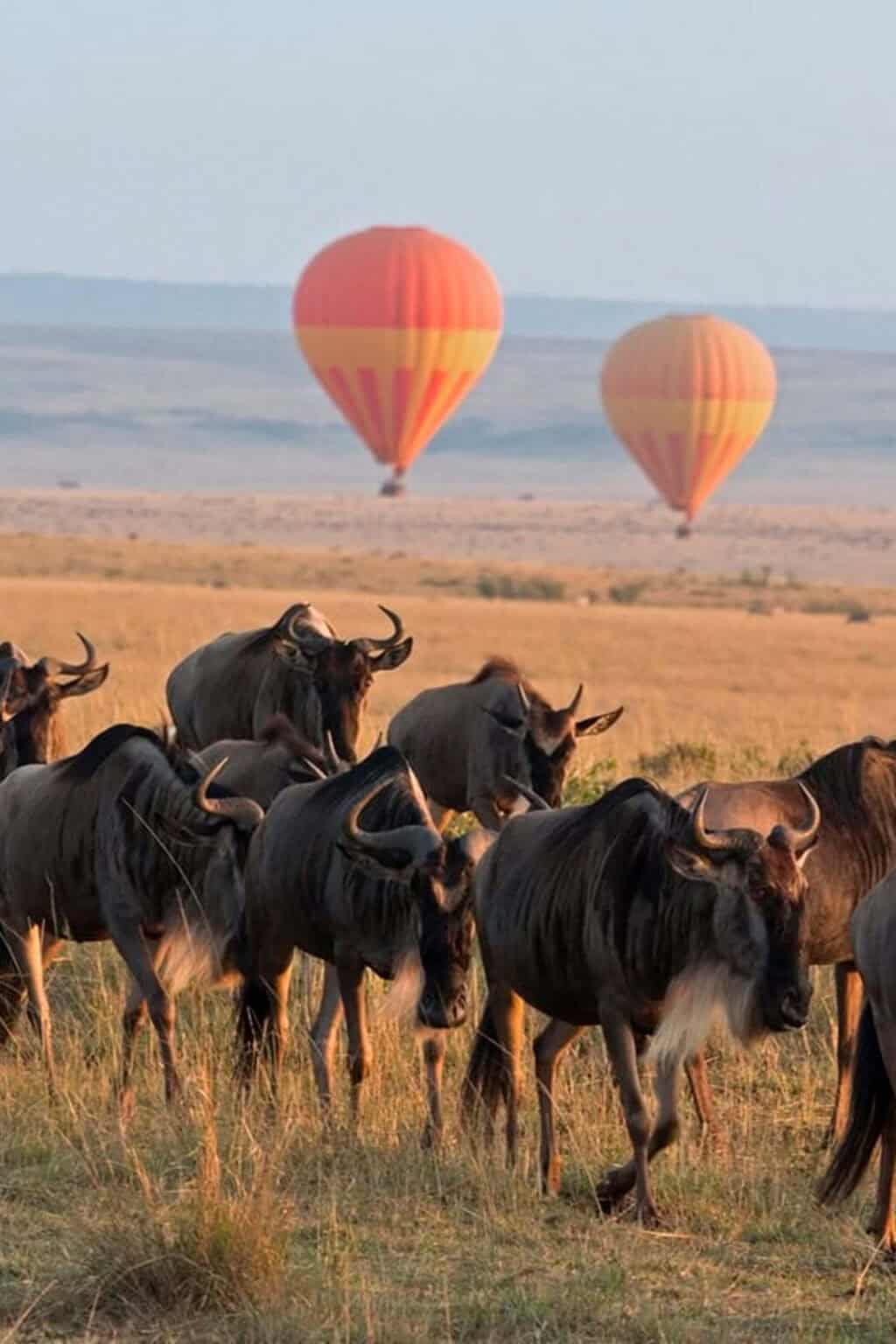 Kenya Safaris | Discover Africa