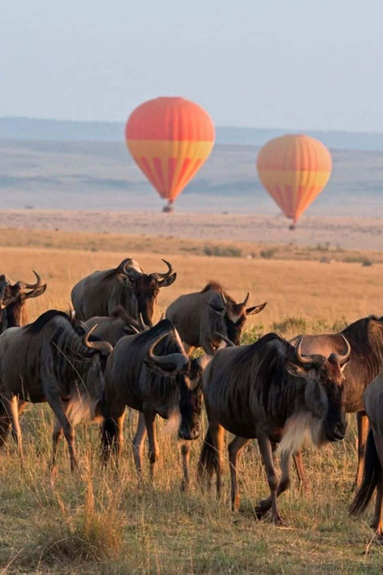 Kenya Safaris | Discover Africa
